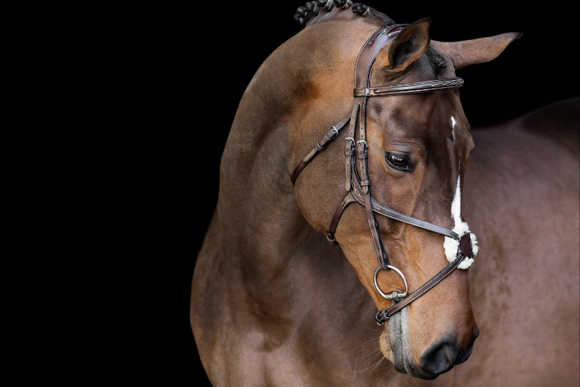 Jumping Bridles – Artemis Equine