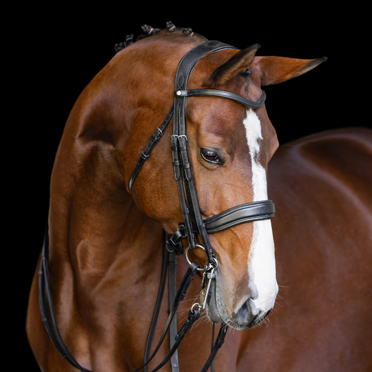 Artemis Equine - Dressage, Jumping Bridles